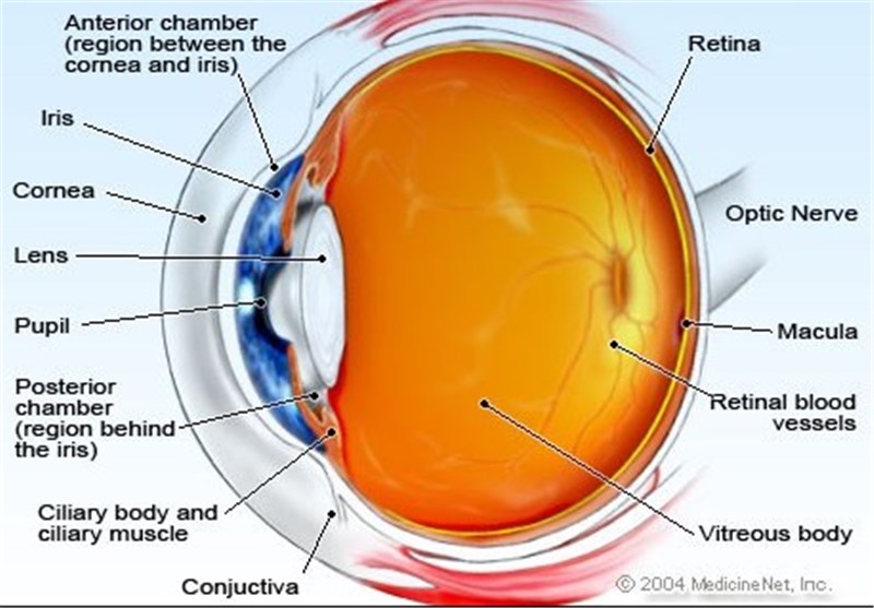 Most Detailed Molecular Map For Eye Disease Science News Tasnim 