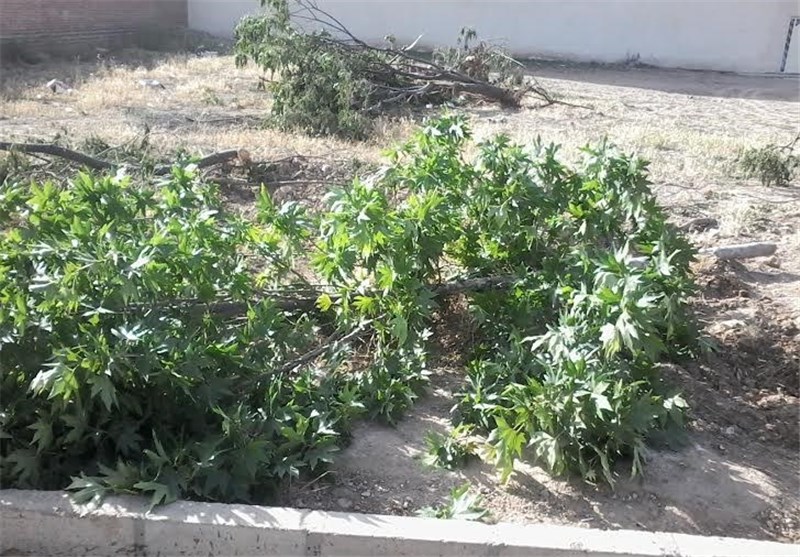 قطع شبانه درختان برای ساخت وساز در خرم آباد تصویر اخبار استانها تسنیم Tasnim