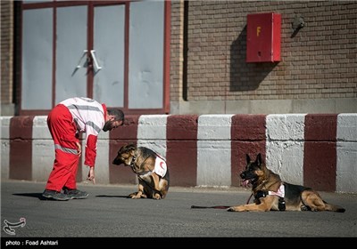 Photos: SAR Dogs Being Trained by Iran’s Red Crescent Society - Photo ...