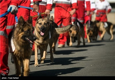 Photos: SAR Dogs Being Trained by Iran’s Red Crescent Society - Photo ...
