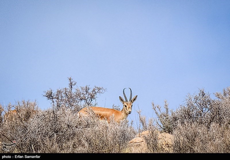 Photos Iran Marks National Animal Day