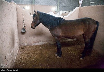 مسابقات پرش با اسب جام فجر - کرمانشاه- عکس استانها تسنیم | Tasnim