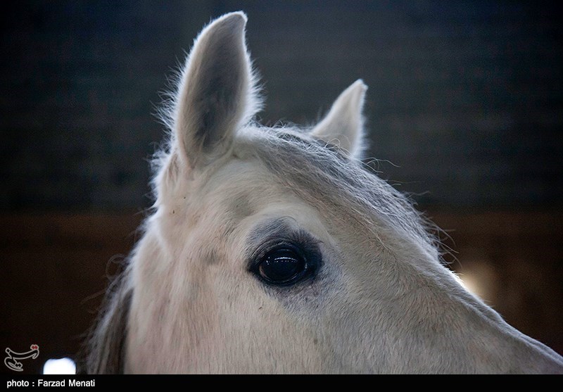 خبرگزاری تسنیم | Tasnim