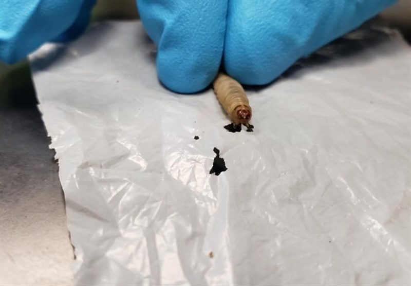 Newly Discovered Wax Worms Can Eat Plastic Bags Excrete Alcohol 