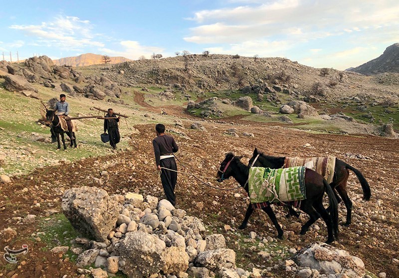 شخم زدن سنگلاخ های زمین های چلو با گاو آهن- عکس خبری تسنیم | Tasnim